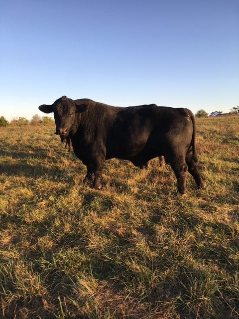100% Grass-Fed Grass-Finished Beef – Faul Family Riverside Farm