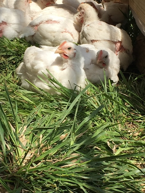 Pasture-Raised Meat CSA: Chicken – Faul Family Riverside Farm
